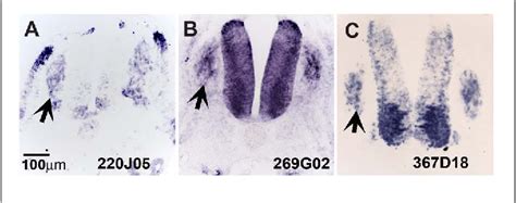 Figure 3 From Molecular Events Controlling Cessation Of Trunk Neural