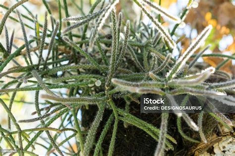 Batang Pohon Dan Daun Kaktus Rhipsalis Baccifera Juga Dikenal Sebagai