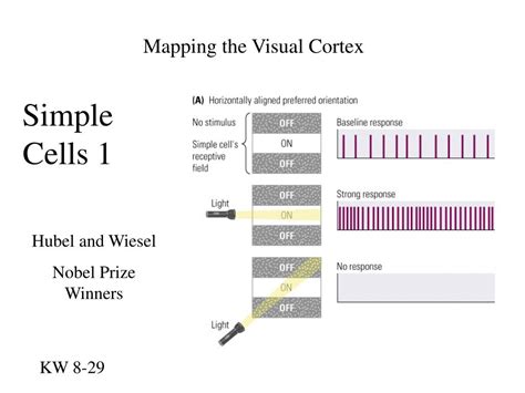 Ppt Visual Fields Powerpoint Presentation Free Download Id 911043