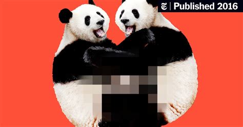 lousy libidos why do pandas have so little sex the new york times