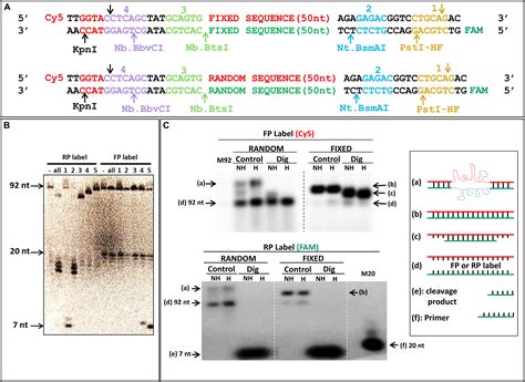 Frontiers Novel Strategies To Optimize The Amplification Of Single