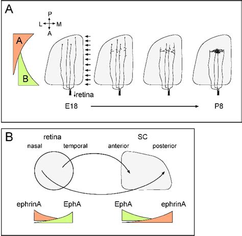 Opposing Gradients Of Ephrin As And Epha7 In The Superior Colliculus