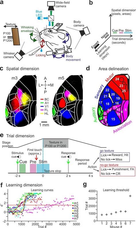 Spatiotemporal Dimensions Relevant For Texture Discrimination