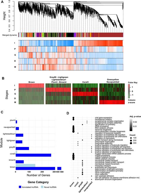 Frontiers Transcriptome Dynamics Of Human Neuronal Differentiation