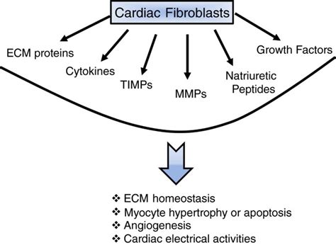 Cardiac Fibroblasts Fibrosis And Extracellular Matrix Remodeling In