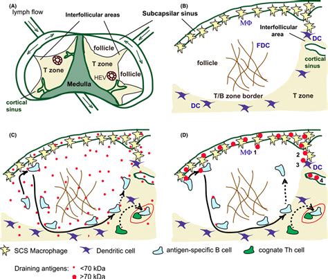 Spatiotemporal Scenarios Of B Cell Encounters With Cognate Ags In