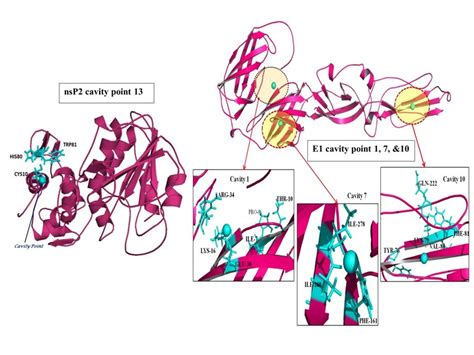 Schematic Representation Of The Cavities Binding Pockets Identified By