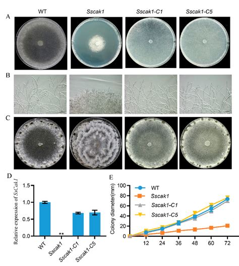 Morphology Of The Sscak1 Knockout And Complementation Strains A