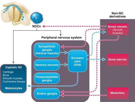 Tissue Interactions In Neural Crest Cell Development And Disease Science