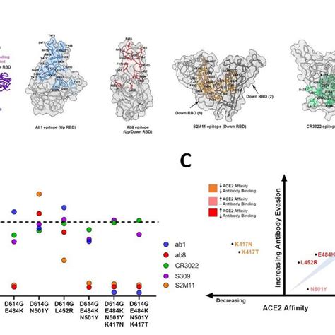 Monoclonal Antibody Binding Against Sars Cov 2 S Proteins Containing