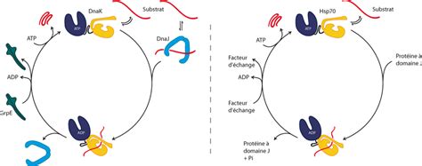 Modèles Du Cycle Atpase Des Hsp70 A Gauche Cycle De Dnak Avec La
