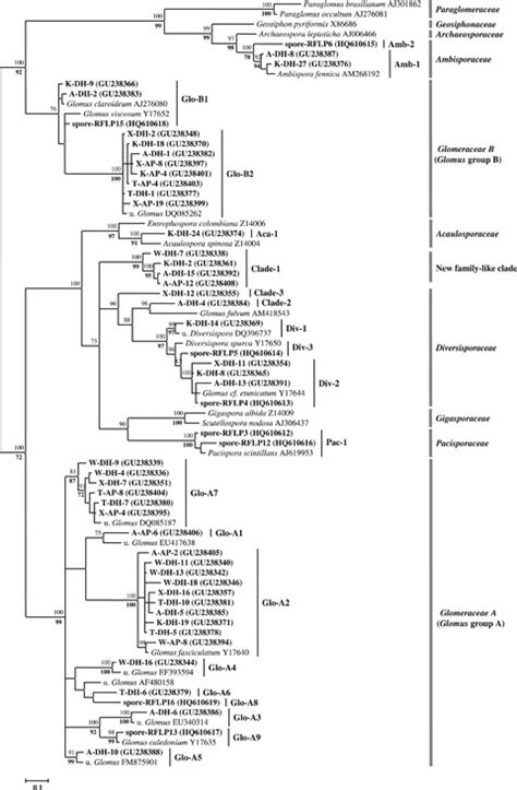 Bayesian Phylogenetic Tree Inferred From Representative Amf 18s Rrna