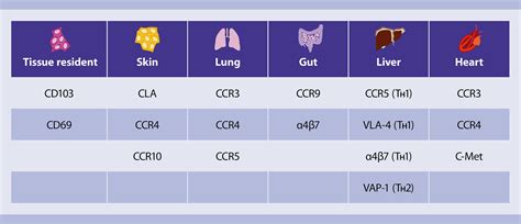 Cytotoxic T Cells Cd8 T Cells Mouse Handbook Miltenyi Biotec 대한민국