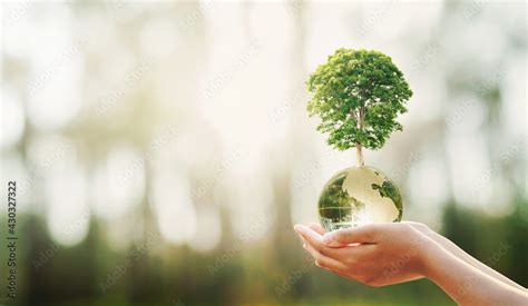 Hand Holding Glass Globe Ball With Tree Growing And Green Nature Blur