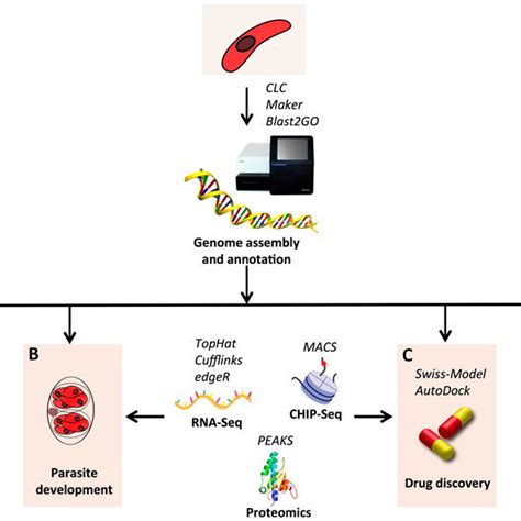 Pdf Cystoisospora Suis A Model Of Mammalian Cystoisosporosis