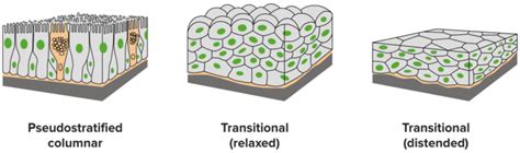 Epithelium — Functions And Types Of Epithelial Tissue Lecturio