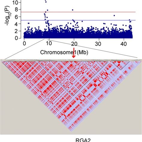 Haplotype Analysis Significant Snp Chr01 8738751 Genomic Location Of