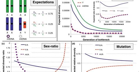 Mathbionerd Genomic Signatures Of Sex Biased Demography
