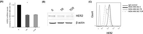 Her2 Expression Is Decreased In Resistant Cells To T‐dm1 A Mrna And