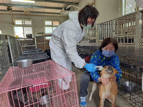 新北遊蕩犬數量控制成效斐然 今年再推新措施 生活 Newtalk新聞