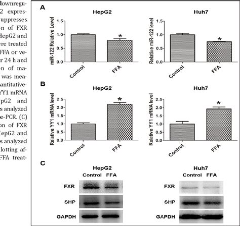 Figure 2 From Microrna 122 Inhibits Lipid Droplet Formation And Hepatic