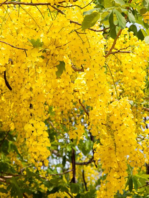 Golden Shower Tree Cassia Fistula Urban Tropicals