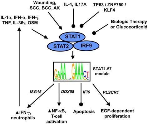 Stat1 57 Is A Cytokine Hub Module Consisting Of 57 Genes Co Expressed