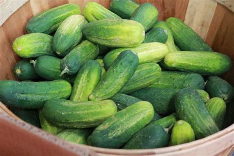 when and how to pick pickling cucumbers garden eco
