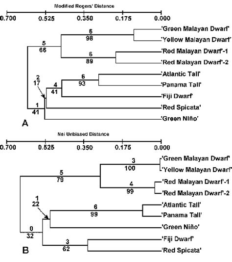 A B Upgma Dendrograms Based On Genetic Distances Between Coconut Download Scientific Diagram