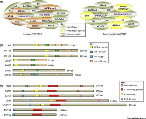 The Role Of Swi Snf Chromatin Remodeling Complexes In Hormone Crosstalk