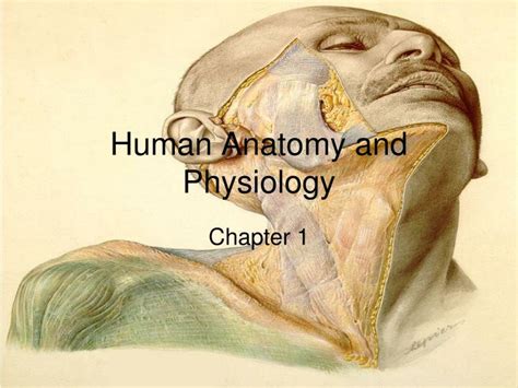 Ppt Human Anatomy And Physiology Powerpoint Presentation Free
