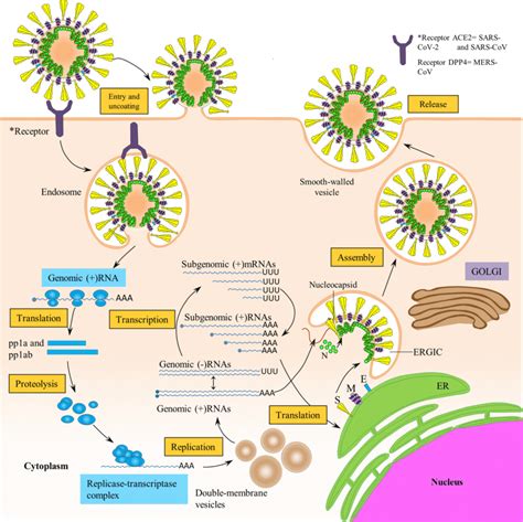 Stages Of Viral Replication