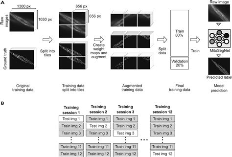 Mitosegnet Easy To Use Deep Learning Segmentation For Analyzing