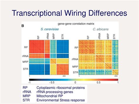 Ppt Conservation And Evolution Of Cis Regulatory Systems Powerpoint
