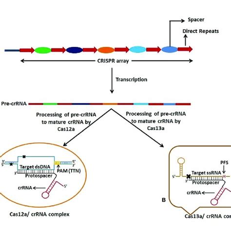 Schematic Representation Of Dsdna And Ssrna Targeting By Cas12a And