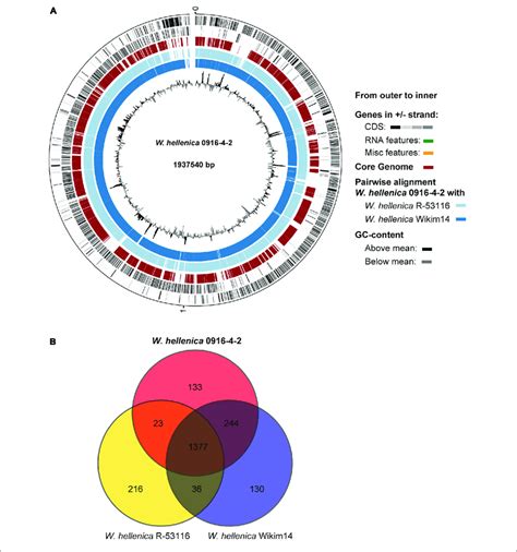 Comparative Genomic Analysis Of W Hellenica A Circular Genome