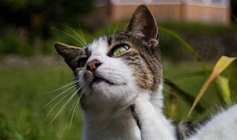 Confirman Primer Caso De Rabia Por Mordida De Gato Doméstico En Nayarit