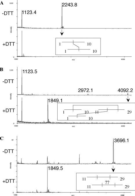 Characterization Of The Oligomer Structure Of Recombinant Human Mannan