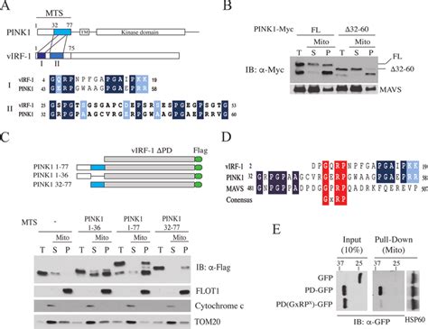 Virf 1 Pd Has Sequence Similarity With Cellular Mdrm Targeting
