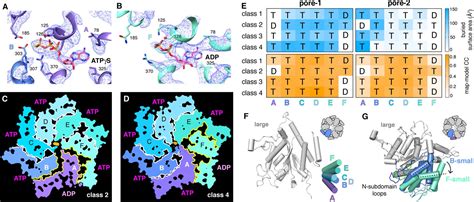 Figures And Data In Structures Of The Atp Fueled Clpxp Proteolytic