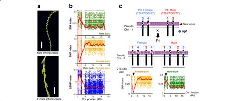 Qtl Seq Based Analysis Of Sex Determination In D Rotundata A Male And