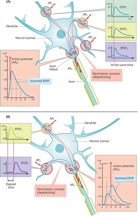 Neurotransmission Physiology An Illustrated Review