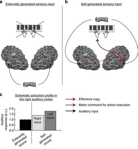 Model Of Neural Activity During Perception Of Self Generated Or