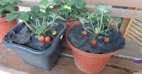 Cómo Cultivar Fresas En Casa Paso A Paso Trucos Para El Hogar