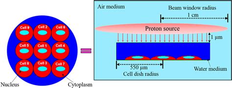 schematic representation of the modeled cell array containing nine
