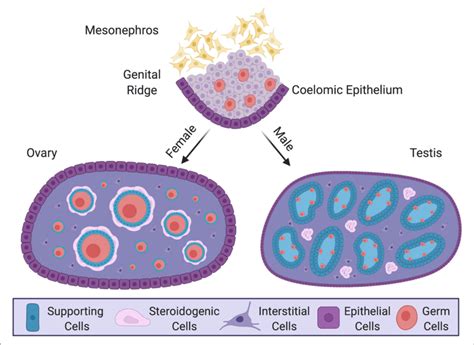 Gonadal Sex Differentiation And Cell Lineage Specification In The