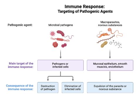 Immune Response Targeting Of Pathogenic Agents Biorender Science