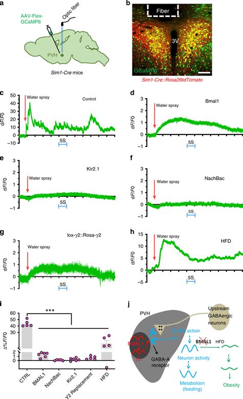 Responsiveness Of Pvh Sim1 Neurons To Acute Stress A B A Diagram