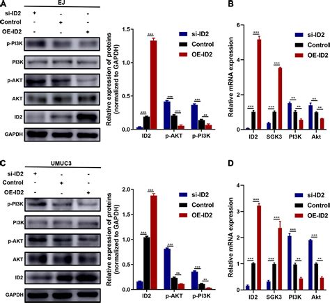Frontiers Id2 Inhibits Bladder Cancer Progression And Metastasis Via