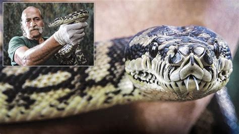 ice addict python dries out in wildlife rehab centre au
